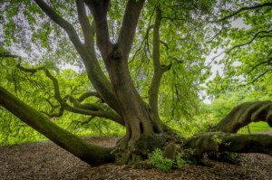 10 significant (and historic) London trees – Exploring London