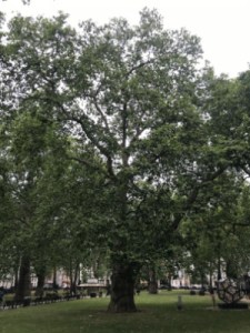 10 significant (and historic) London trees – Exploring London